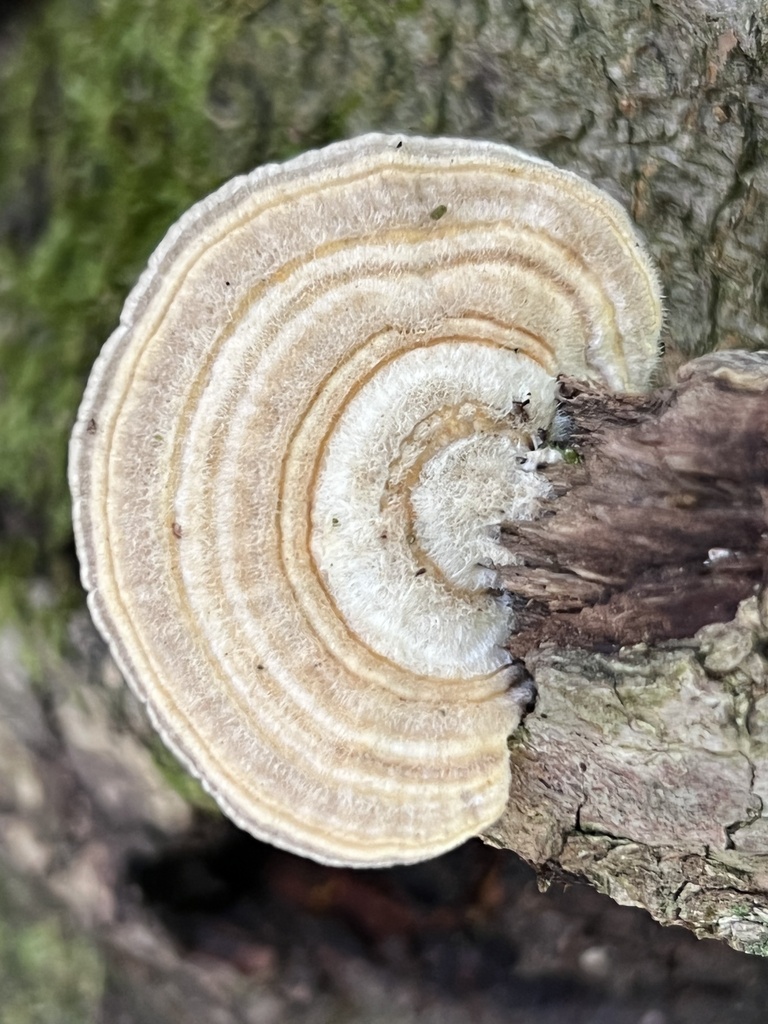 Gilled Polypore from Scarlet Tanager Loop, Bowie, MD, US on October 07 ...
