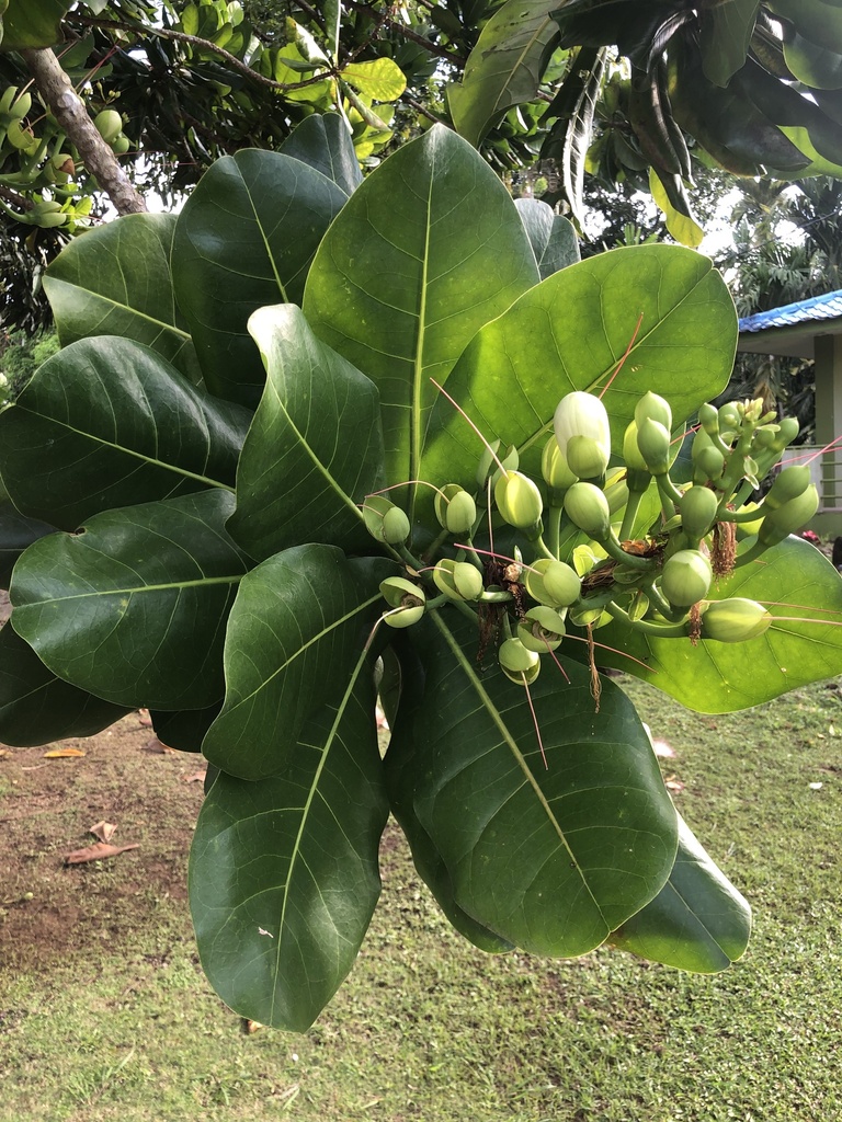 dicots from Koror, Palau, PW on October 3, 2022 at 07:12 AM by ...