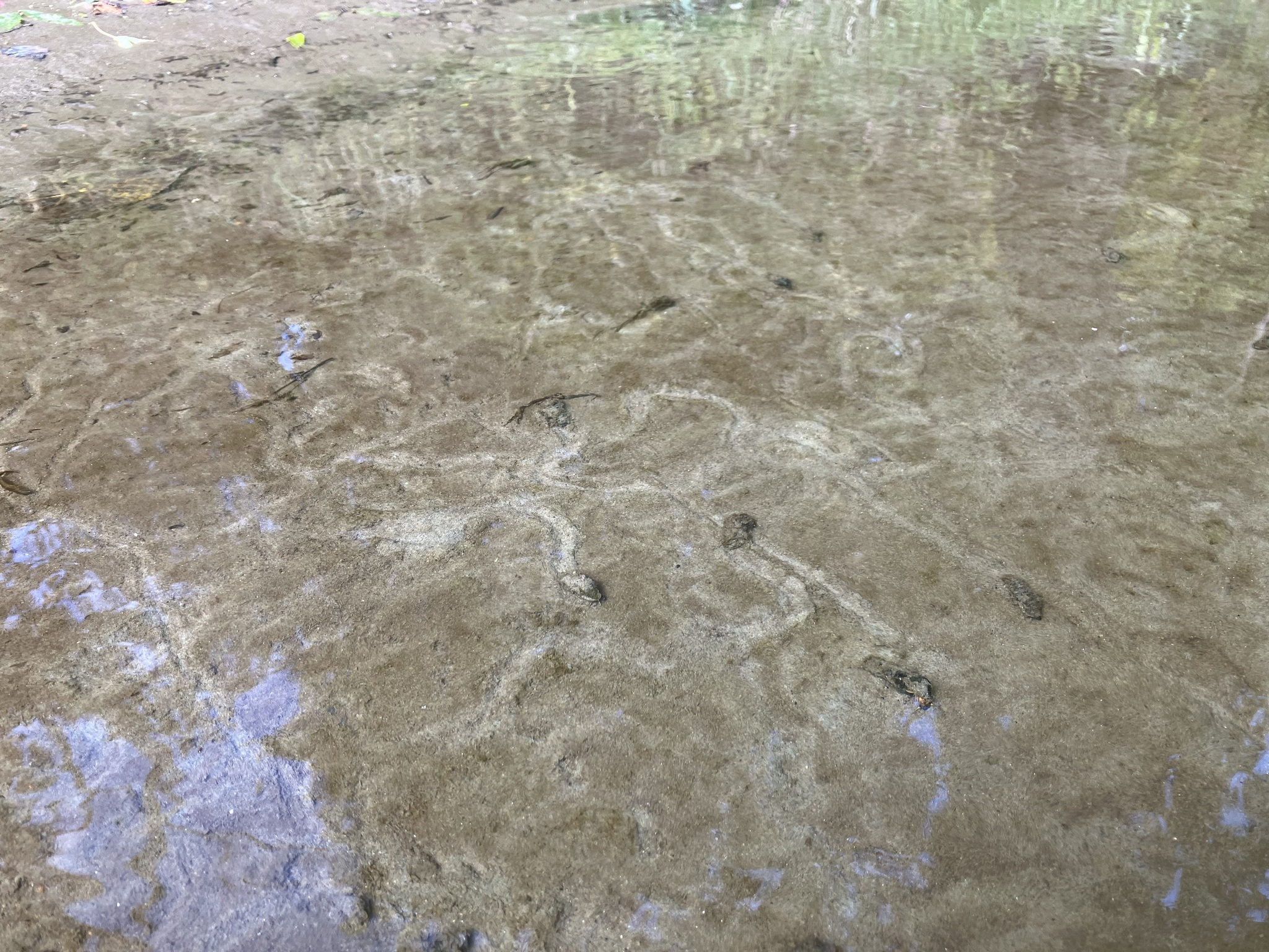 Elimia virginica (Gmelin, 1791)