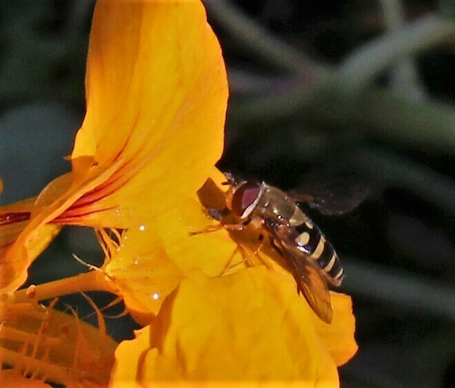 Common Flower Flies from Villa Luro, CABA, Argentina on October 07, 2022 at 04:30 PM by ferbz ...