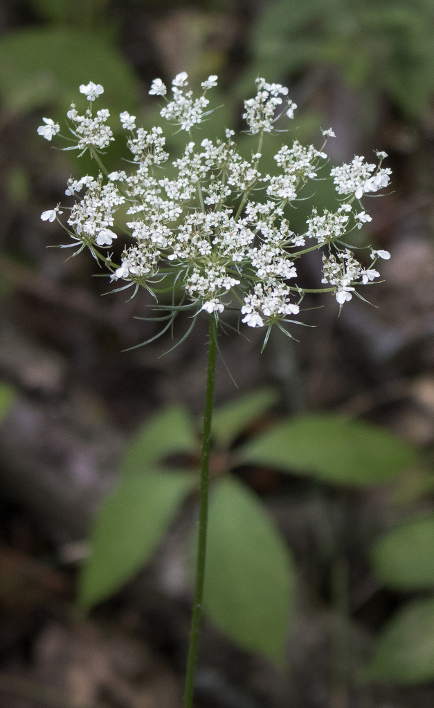 wild carrot from Grant County, WI, USA on August 14, 2018 at 01:06 PM ...