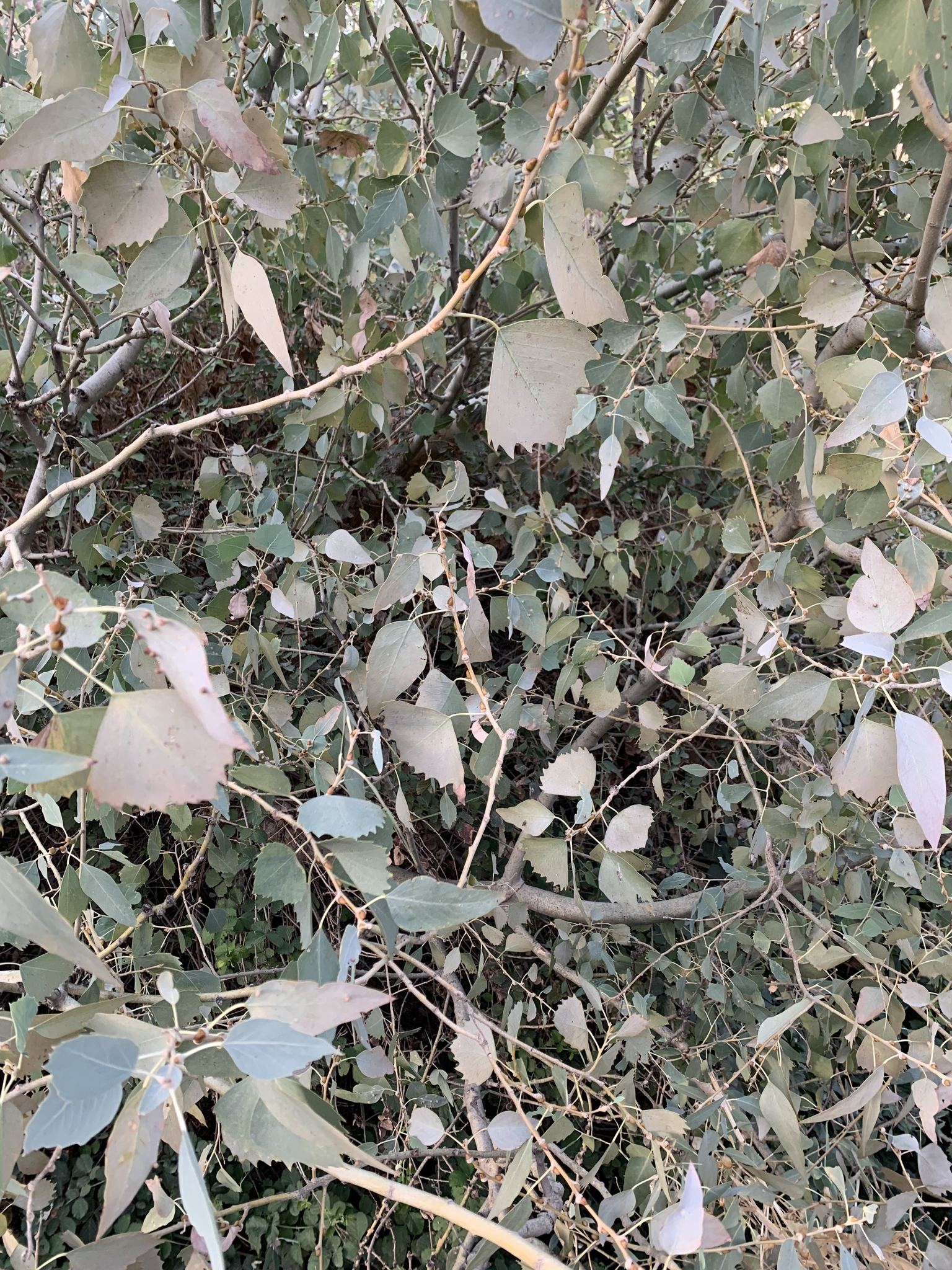 Populus euphratica Olivier
