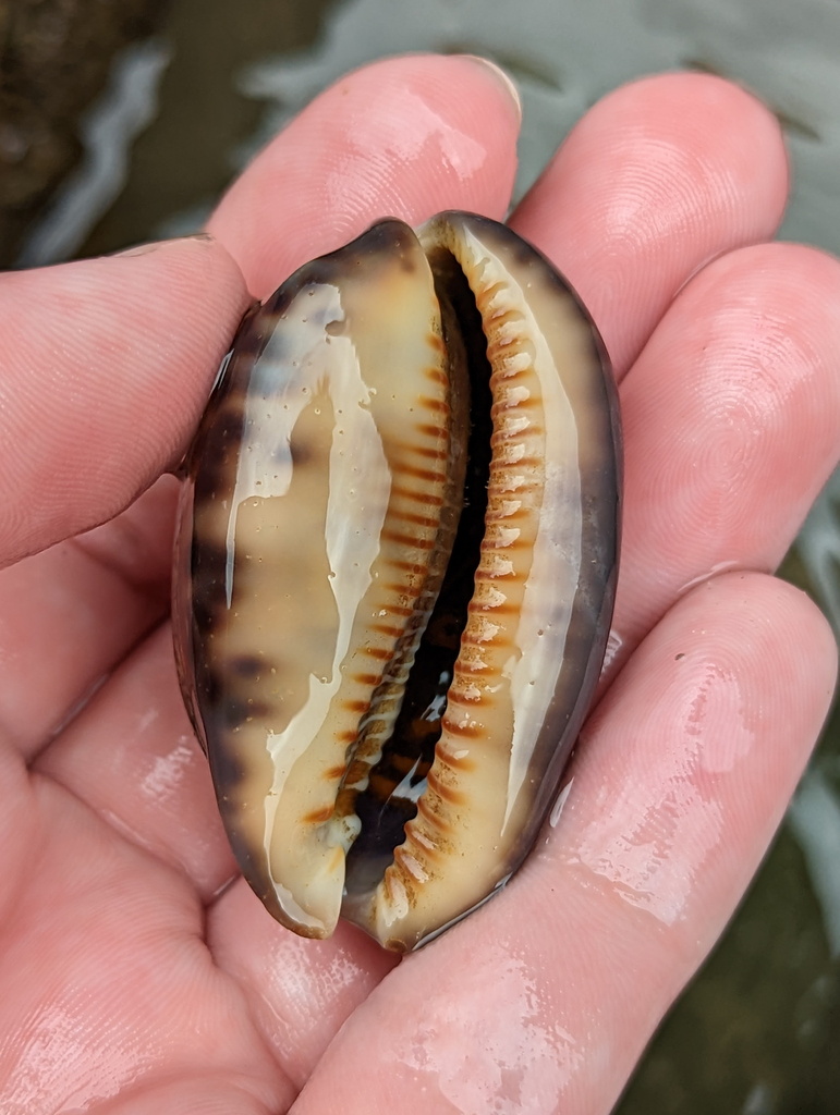 Arabian Cowry from Etty Bay QLD 4858, Australia on October 05, 2022 at ...