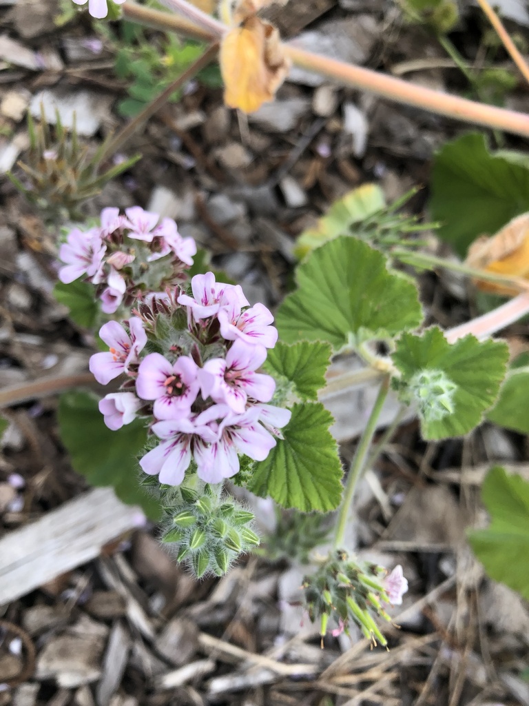 Austral Stork's-bill from Eugene Von Guerard Reserve, Lake Heights, NSW ...