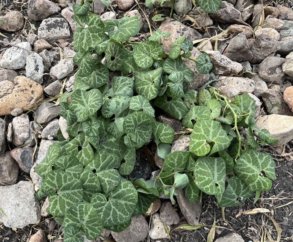 White Veined Pipevine from Tamaron Valley, San Antonio, TX, US on ...