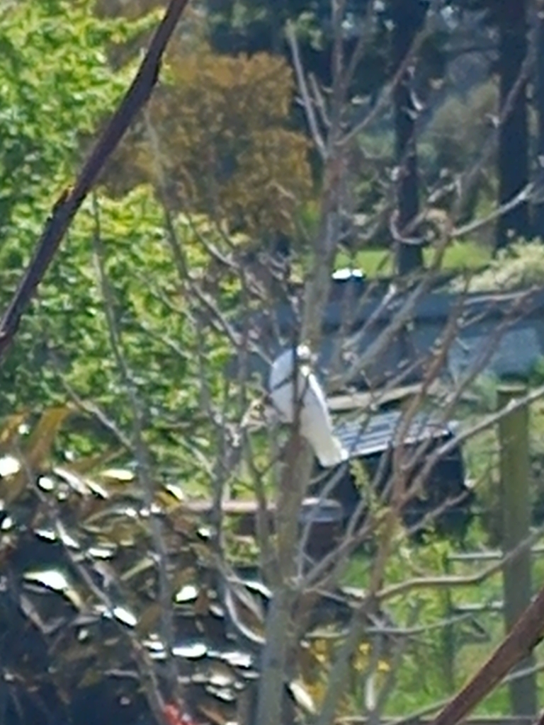 Sulphur-crested Cockatoo from Hororata, New Zealand on October 8, 2022 ...