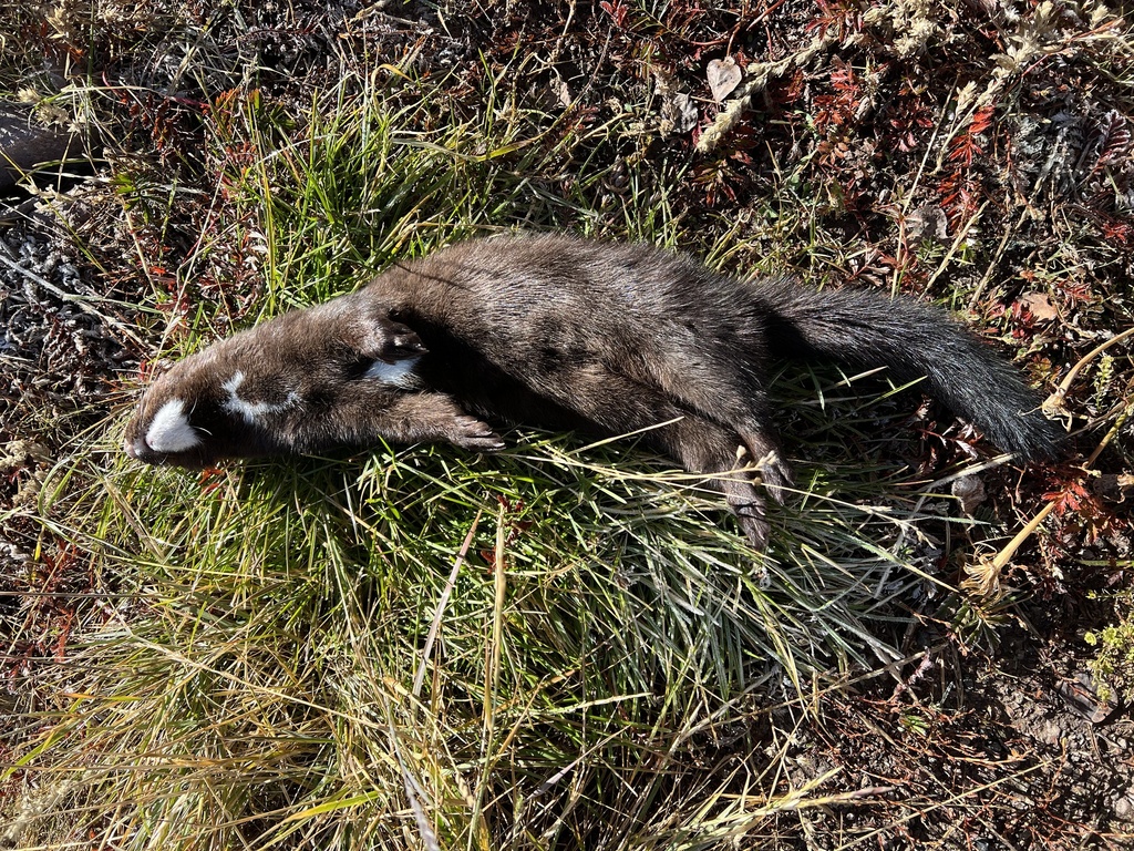 American Mink from Rio Grande National Forest, South Fork, CO, US on ...