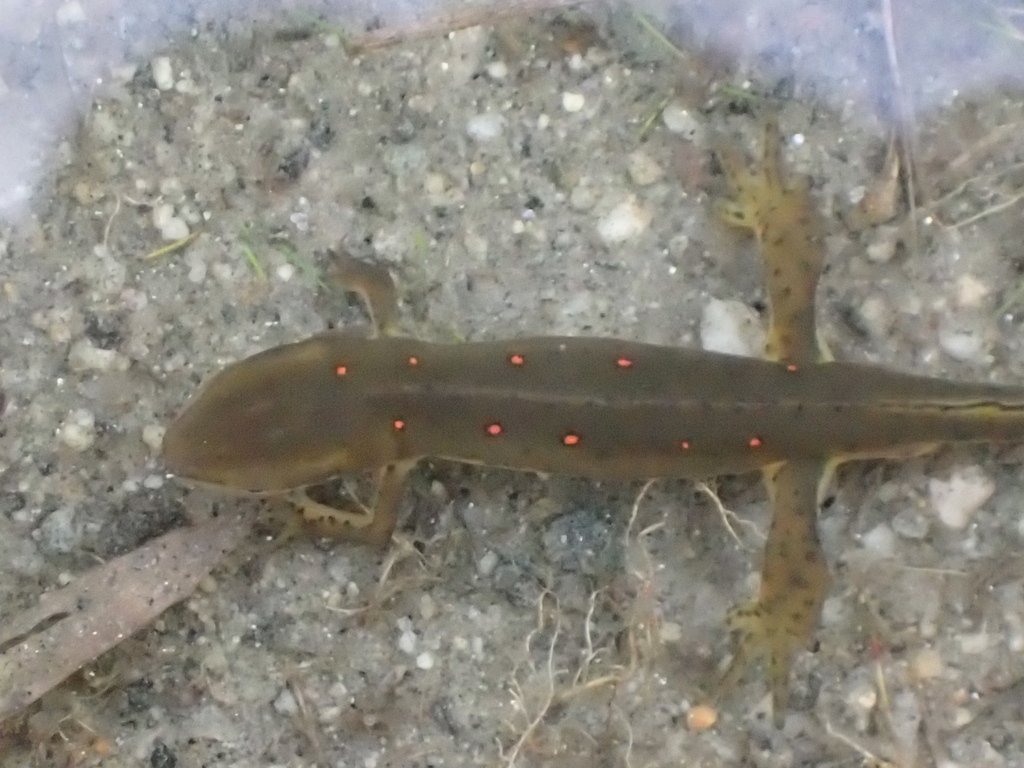 Eastern Newt from Granville, MA, USA on October 07, 2022 at 02:47 PM by ...