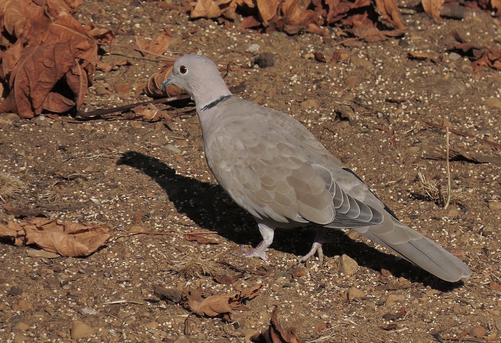 Eurasian Collared-Dove from Nanaimo, BC, Canada on October 07, 2022 at ...