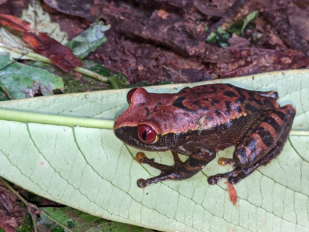 Parker’s Forest Tree Frog in April 2022 by Yusuph Wilangali · iNaturalist