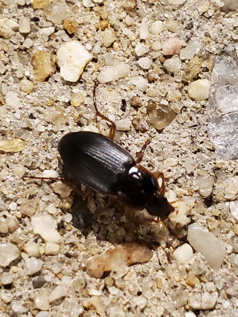 Calathus opaculus from Columbia, MD 21045, USA on October 7, 2022 at 08 ...