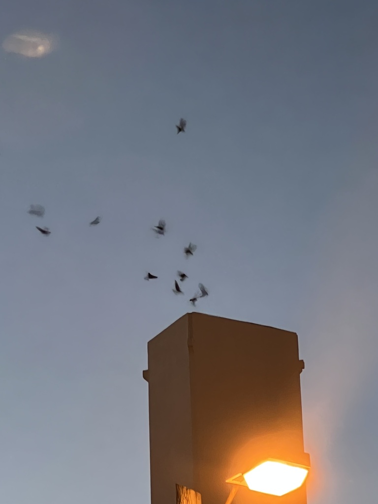 Chimney Swift from Armory Sports & Recreation Center, Columbia, MO, US ...
