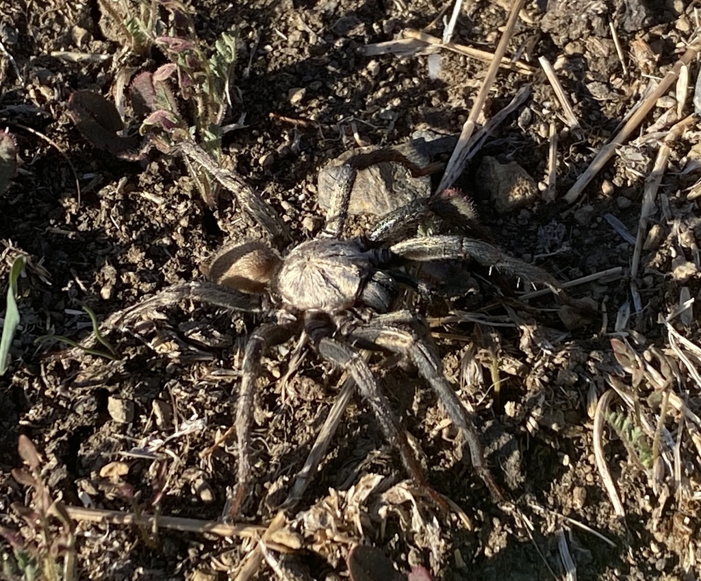 False Tarantula from Geysers Rd, Geyserville, CA, US on October 07 ...