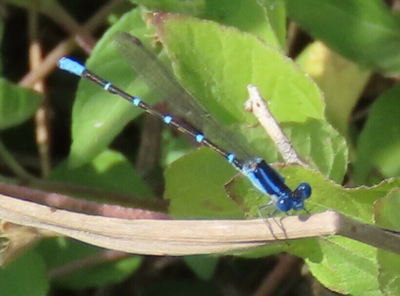 Blue-ringed Dancer from South Acres / Crestmont Park, Houston, TX, USA ...