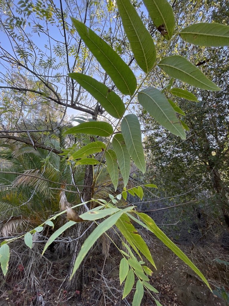 northern California black walnut from California Polytechnic State ...
