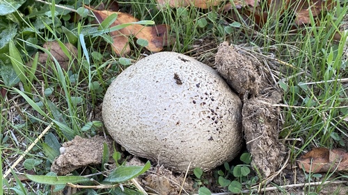 Observations by sterling · iNaturalist