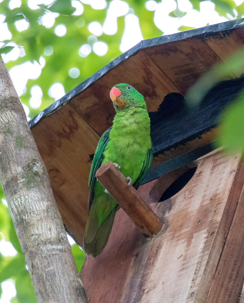 Large-billed Parrots (Tanygnathus) - Avian Discovery