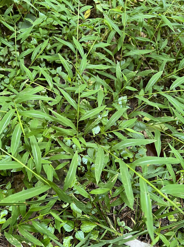 Japanese stiltgrass in September 2022 by rbartgis · iNaturalist