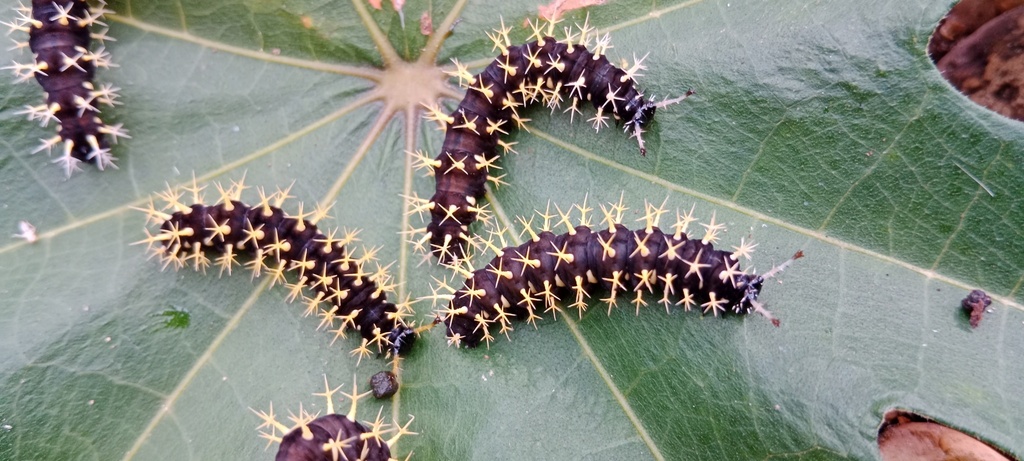 Dirce Beauty from San Benito Abad, Sucre, Colombia on October 07, 2022 ...