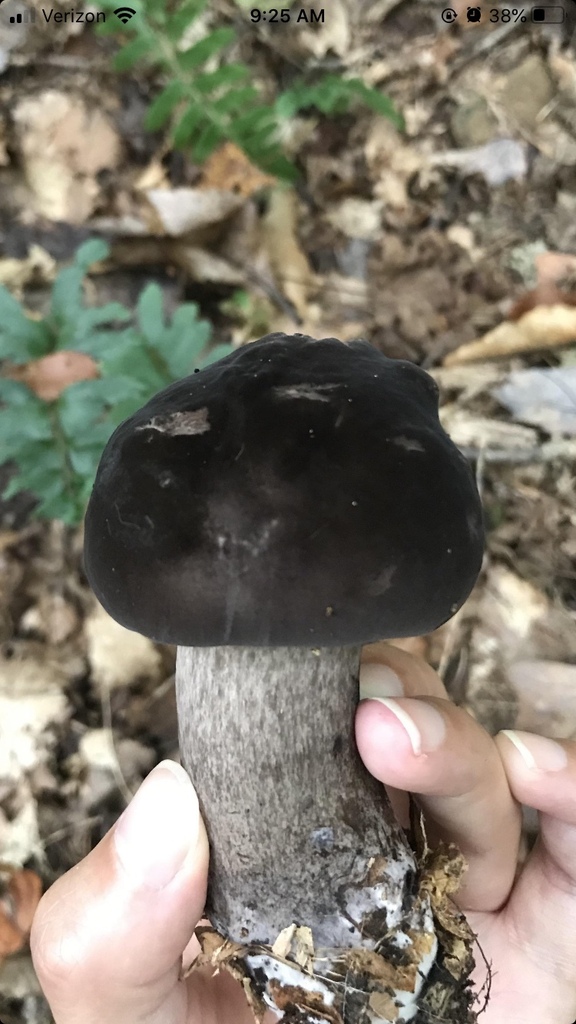 Black Velvet Bolete from Bowen Rd, Warwick, NY, US on September 15 ...