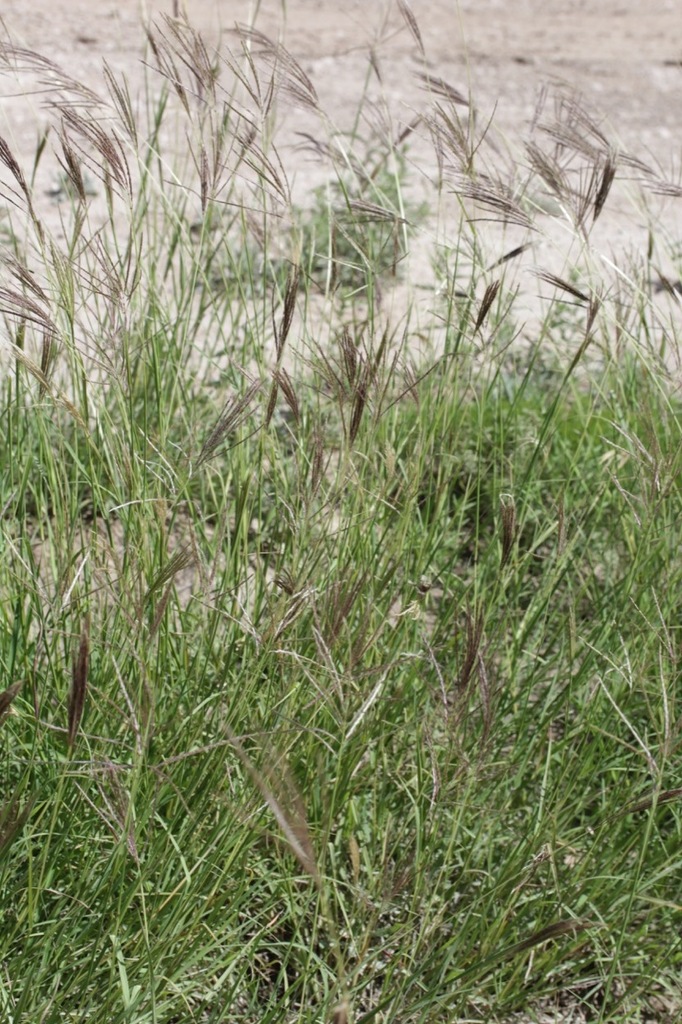 King Ranch bluestem from Gaines County, US-TX, US on August 19, 2018 at ...