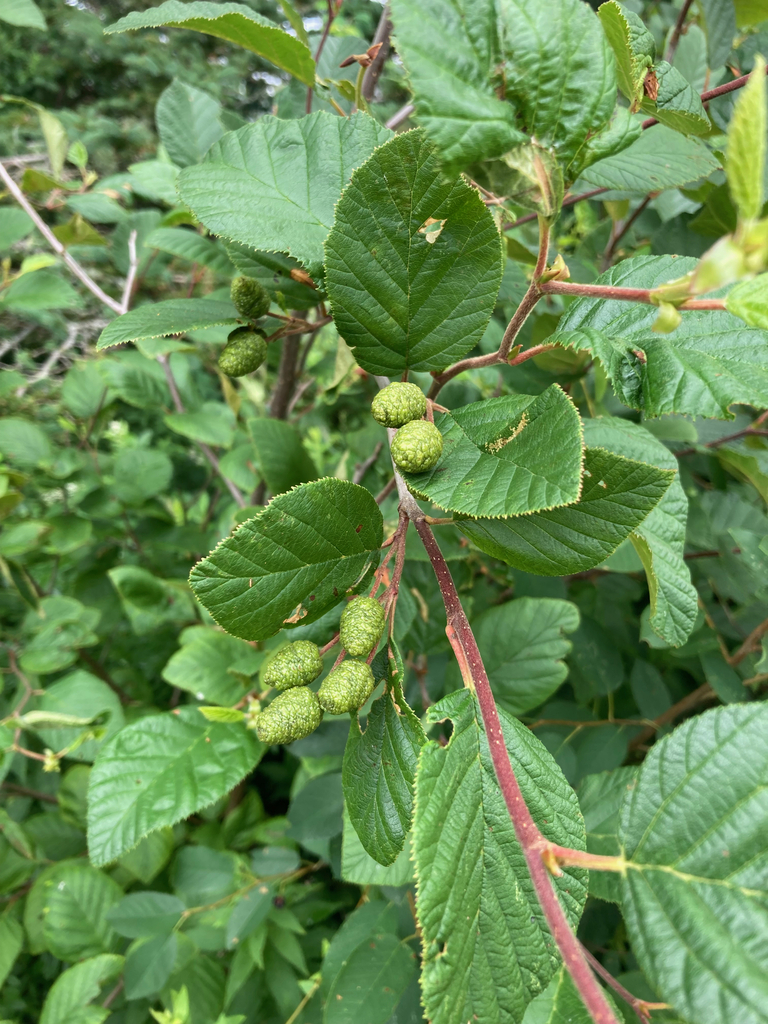 green alder from Lunenburg, Nova Scotia, Canada on August 03, 2022 at ...