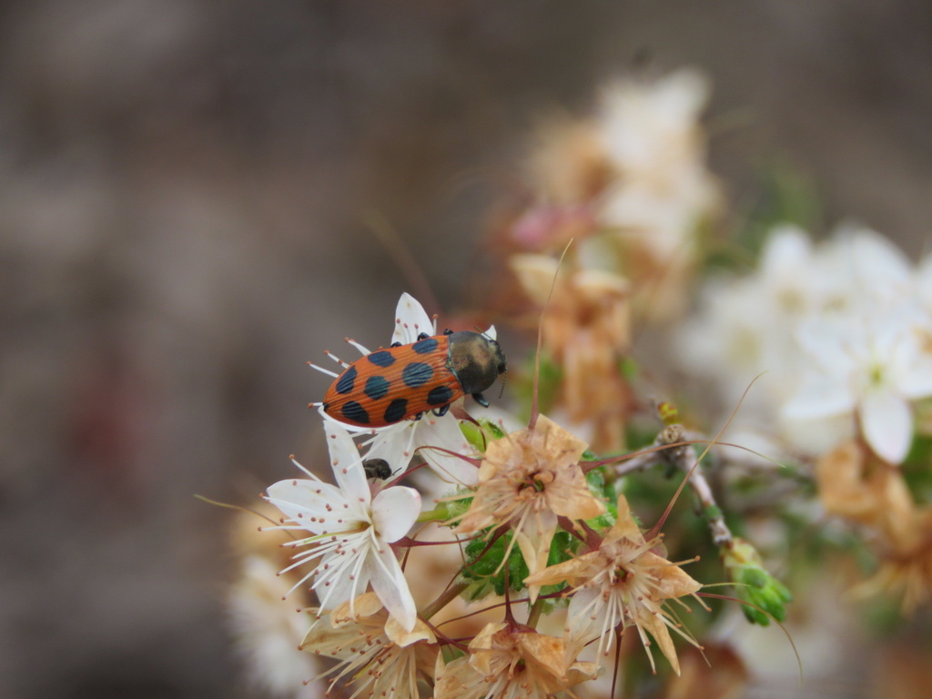 Castiarina octomaculata from Kenthurst, NSW, AU on October 08, 2022 at ...