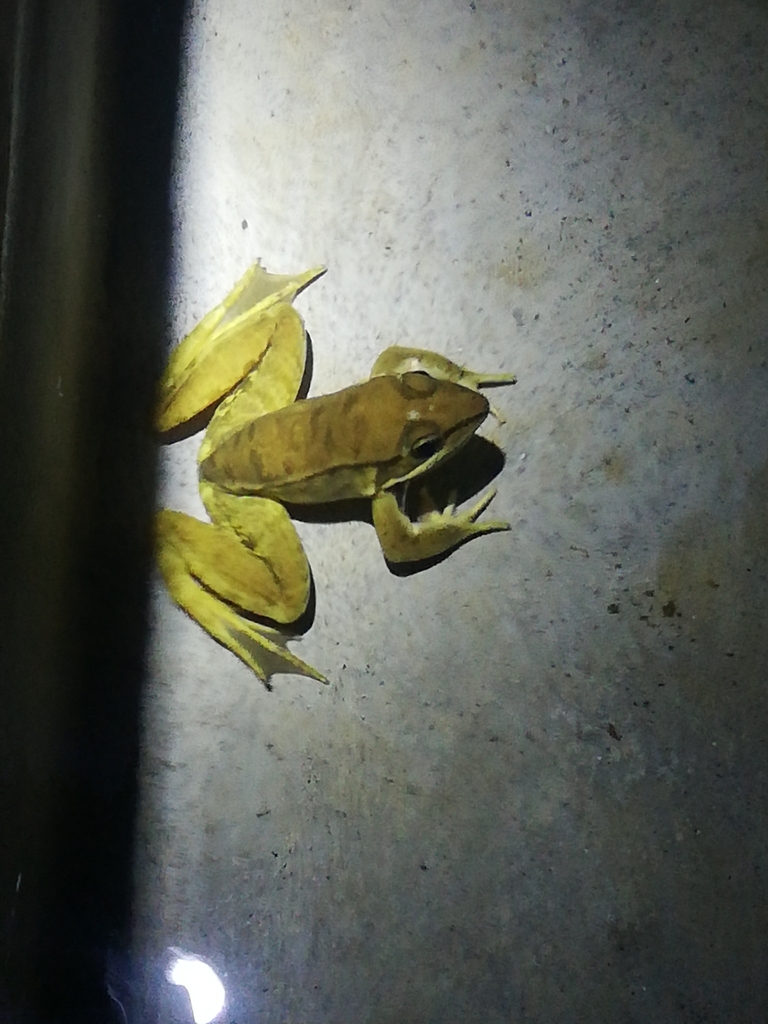 Highland Frog from Apaneca on October 6, 2022 at 09:14 PM by Valeria ...