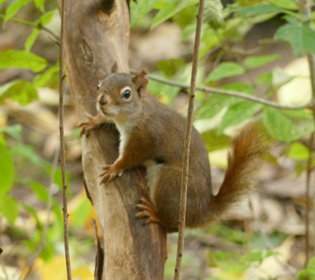 American Red Squirrel from Monkton Ridge, Monkton, VT 05473, USA on ...