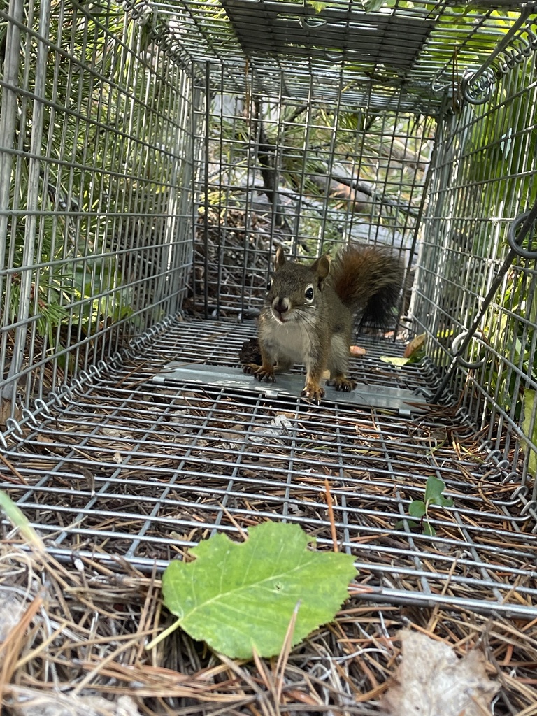 American Red Squirrel from Loomis, WA, US on October 05, 2022 at 01:31 ...