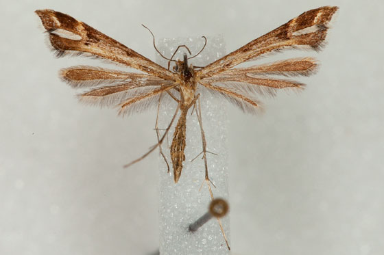 Yarrow Plume Moth from Summit County, UT, USA on July 16, 2022 at 08:51 ...