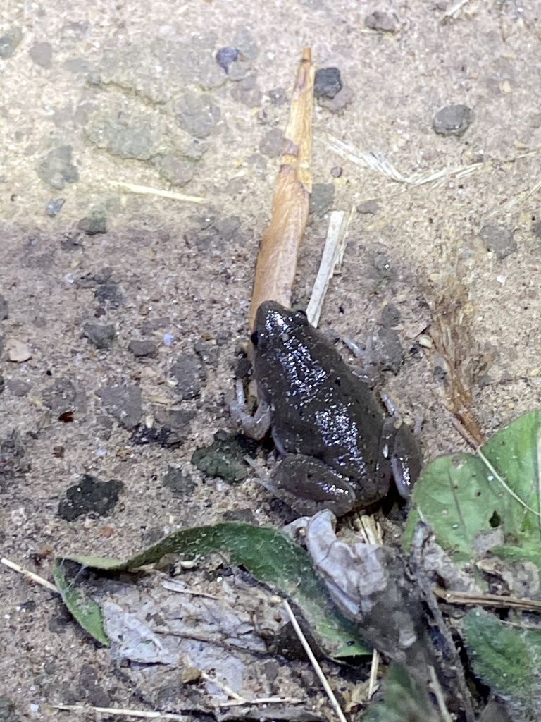 Western Narrow-mouthed Toad from Laguna Atascosa National Wildlife ...