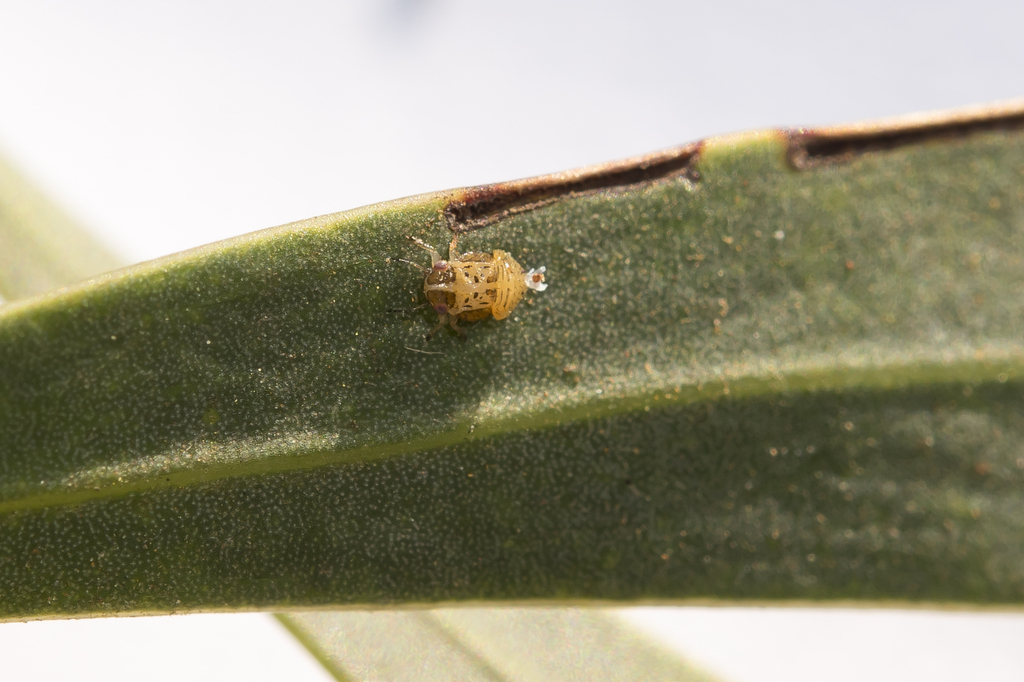 jumping plant lice from Katanning WA 6317, Australia on October 7, 2022 ...