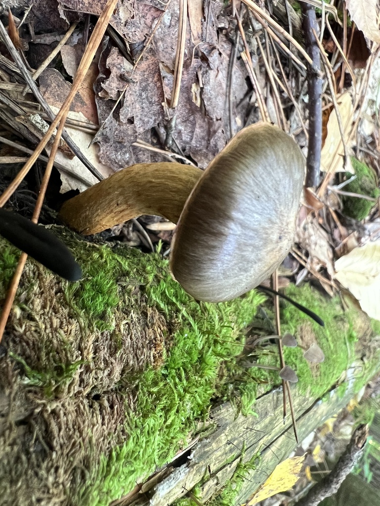 Pine Spikes from Finger Lakes National Forest, Hector, NY, US on ...