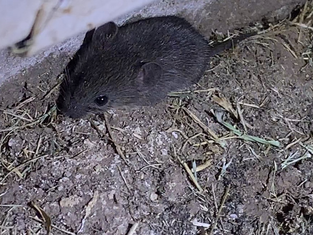 Hamsters, Voles, Lemmings, and Allies from Pecan Dr, Brazoria, TX, US ...