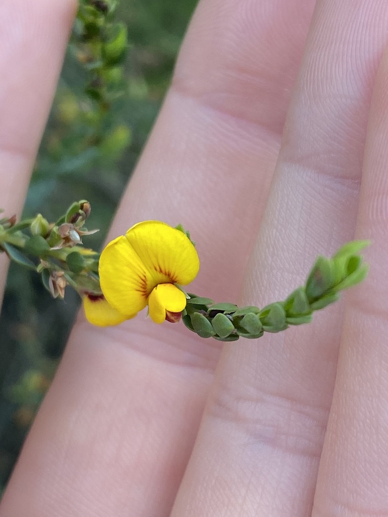 common eutaxia from Newport Lakes, Newport, VIC, AU on October 08, 2022 ...