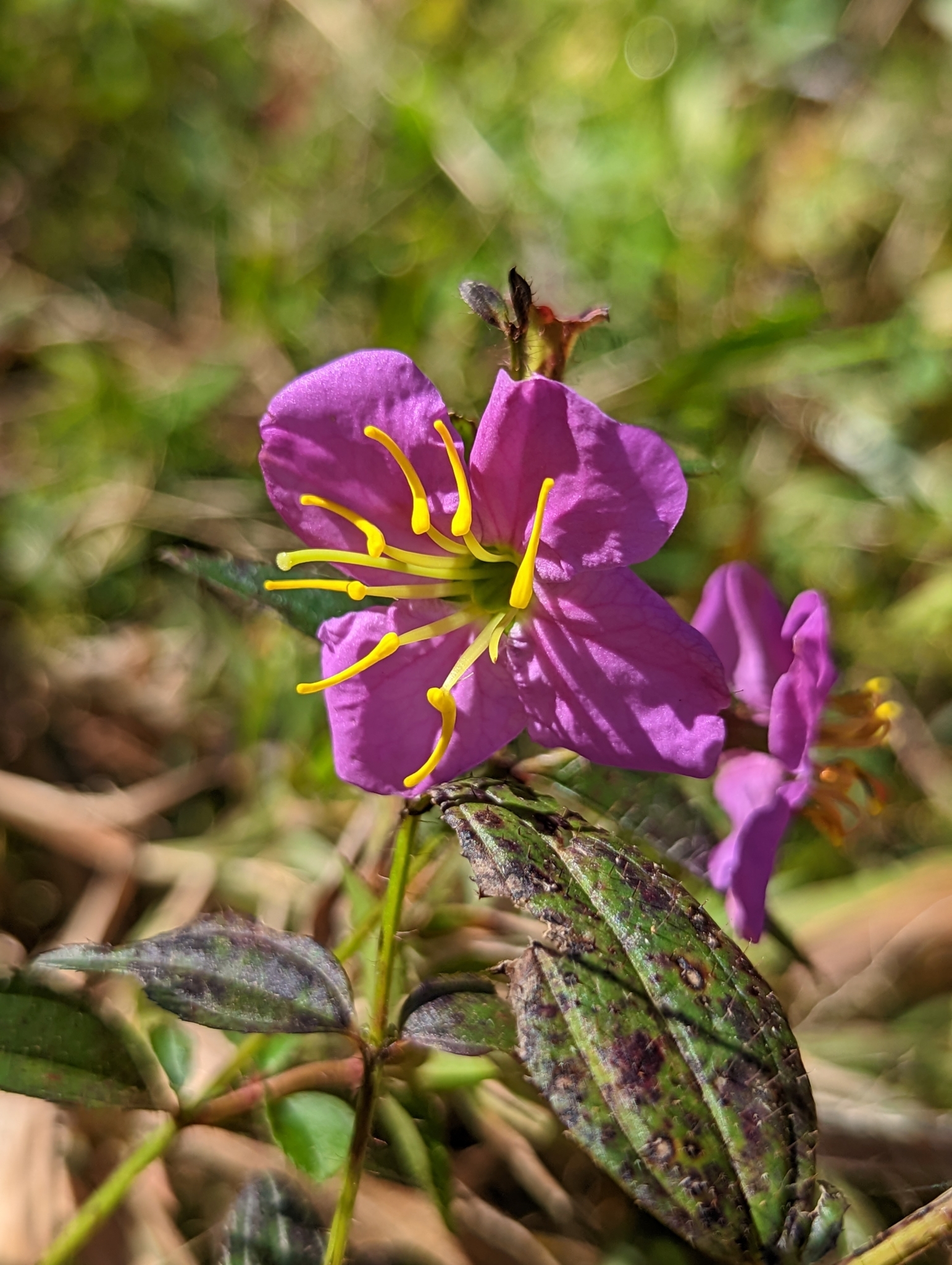 Rhexia mariana var. ventricosa (Fernald & Griscom) Kral & Bostick