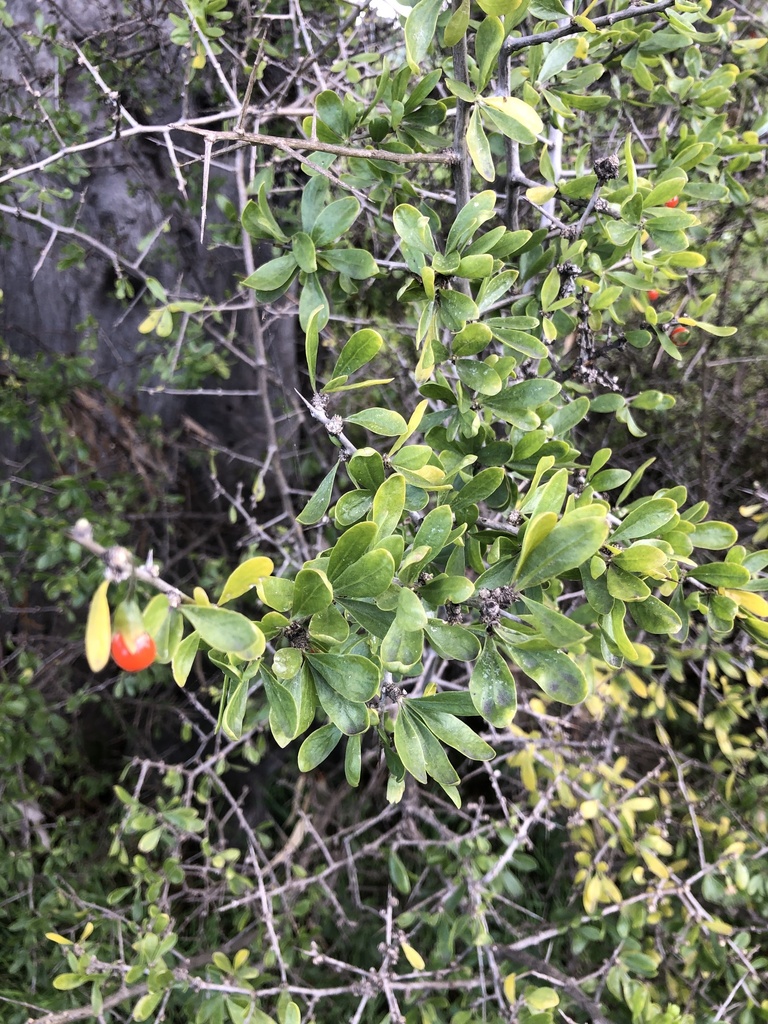 African boxthorn from Northern Memorial Park, Glenroy, VIC, AU on ...