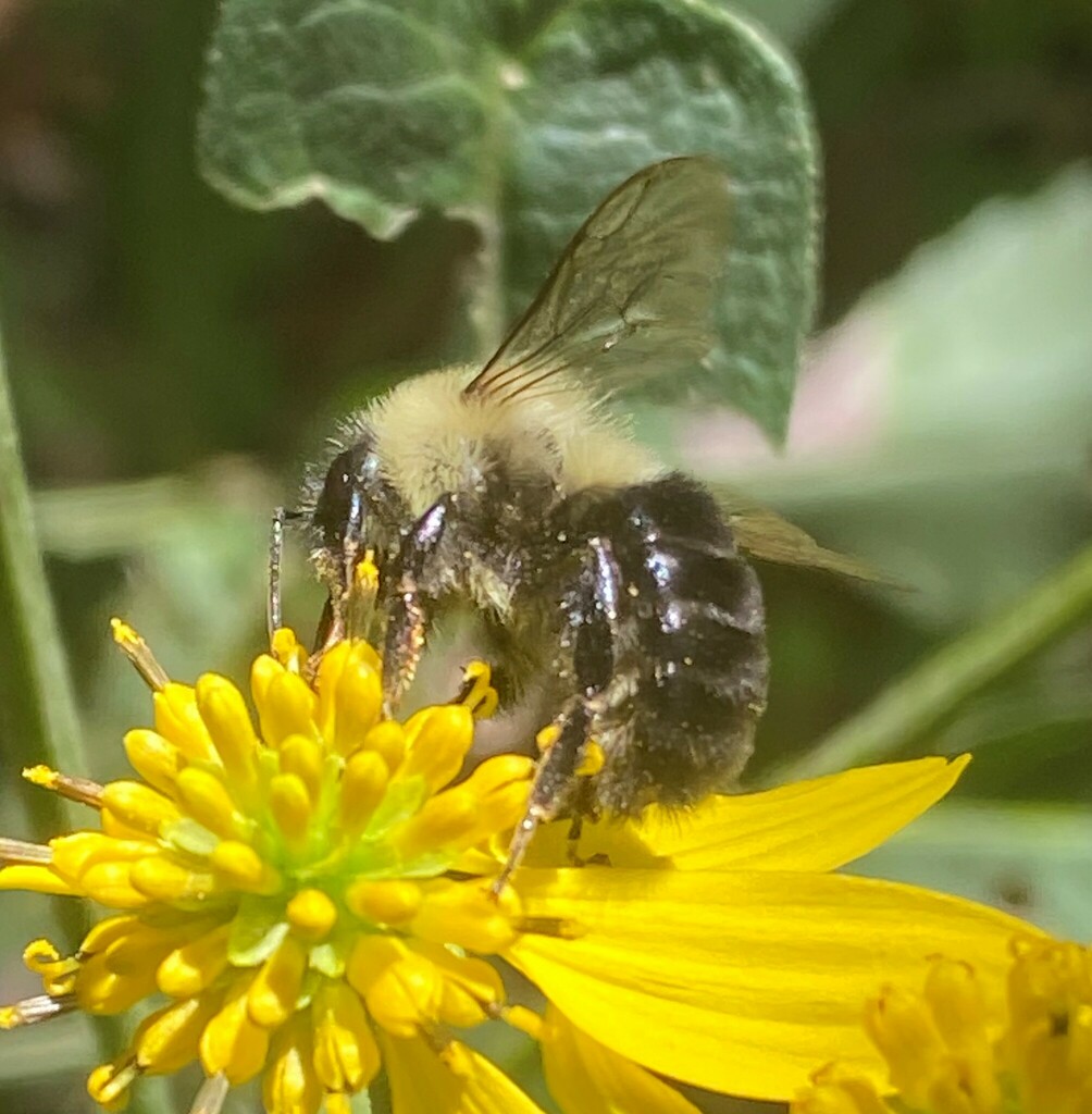 Common Eastern Bumble Bee from Along Estill Fork, Co. Rd. 140, Jackson ...