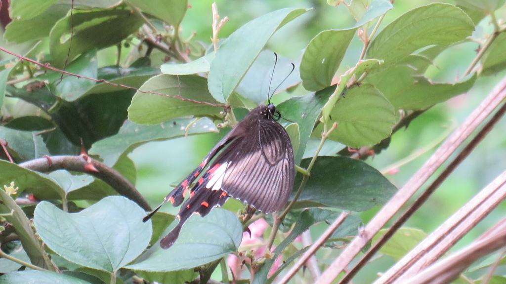 Common Mormon Swallowtail from Mount Mary, Bandra West, Mumbai ...