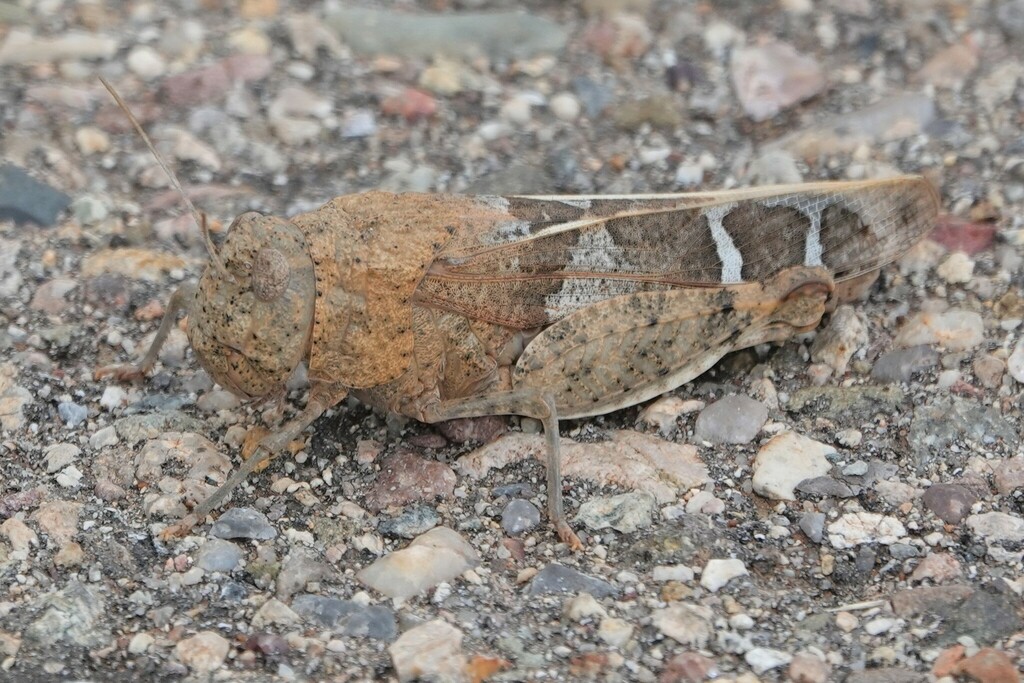 Saussure's Blue-winged Grasshopper (Grasshoppers of the United States ...