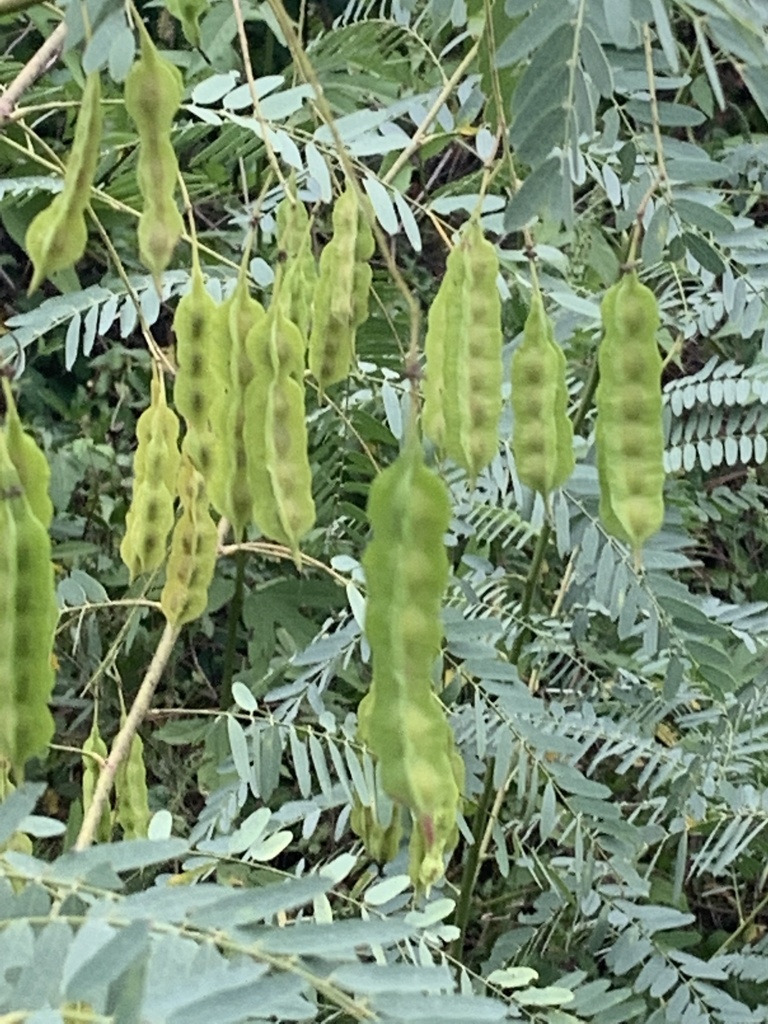 Rattlebush from Pecan Dr, Brazoria, TX, US on October 7, 2022 at 05:57 ...