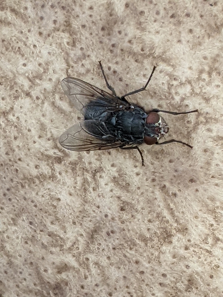 Blue Blowfly from Ruby Beach Olympic National Park on October 06, 2022 ...