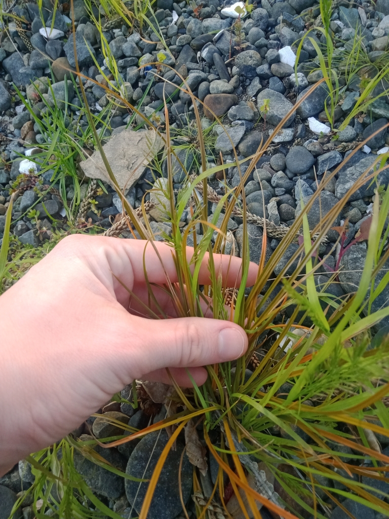 Fern-grass from Wellington Central, Wellington, New Zealand on October ...
