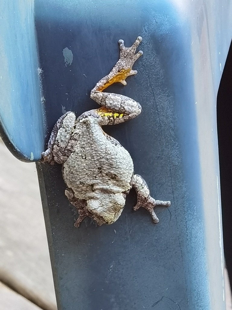 Gray Treefrog from Leeds and Grenville Canada on October 07, 2022 at 09 ...