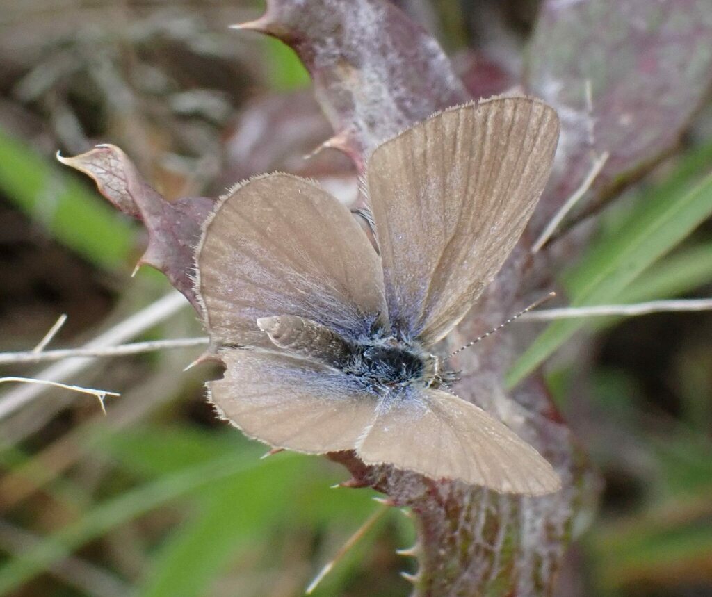 Lesser Grass Blue from Miandetta NSW 2825, Australia on October 08 ...