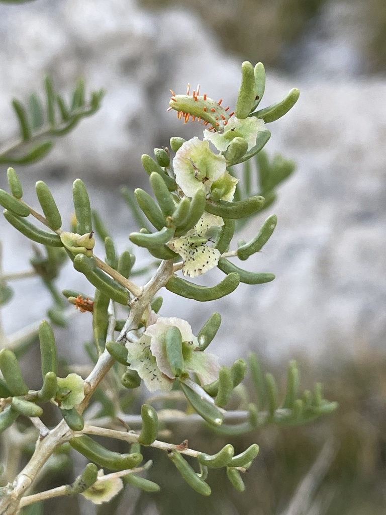 Greasewood Family (Sarcobataceae) - Botanical Realm