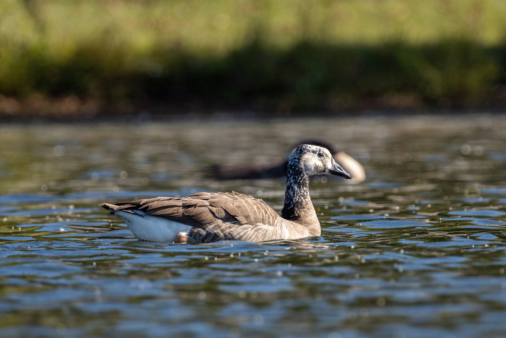Black Geese × Grey Geese from Gloucester County, VA, USA on October 7 ...