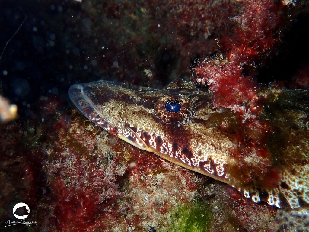 Longhead Flathead from Socrates Parade, Western Australia, Australia on ...