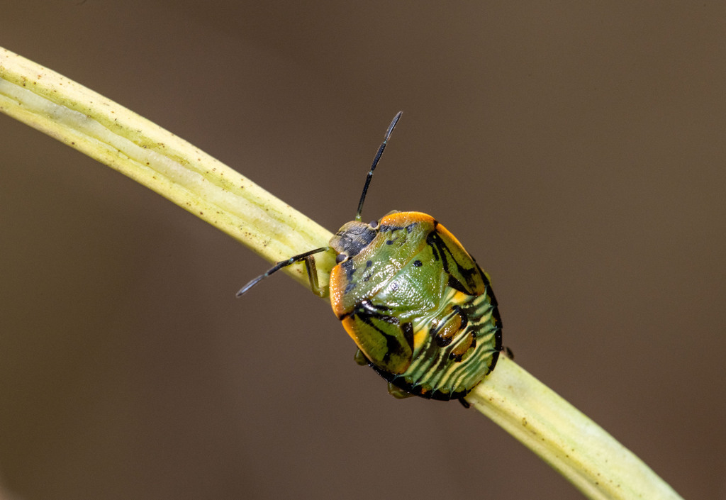 Green Stink Bug from Lewisville, TX, USA on October 07, 2022 at 05:17 ...